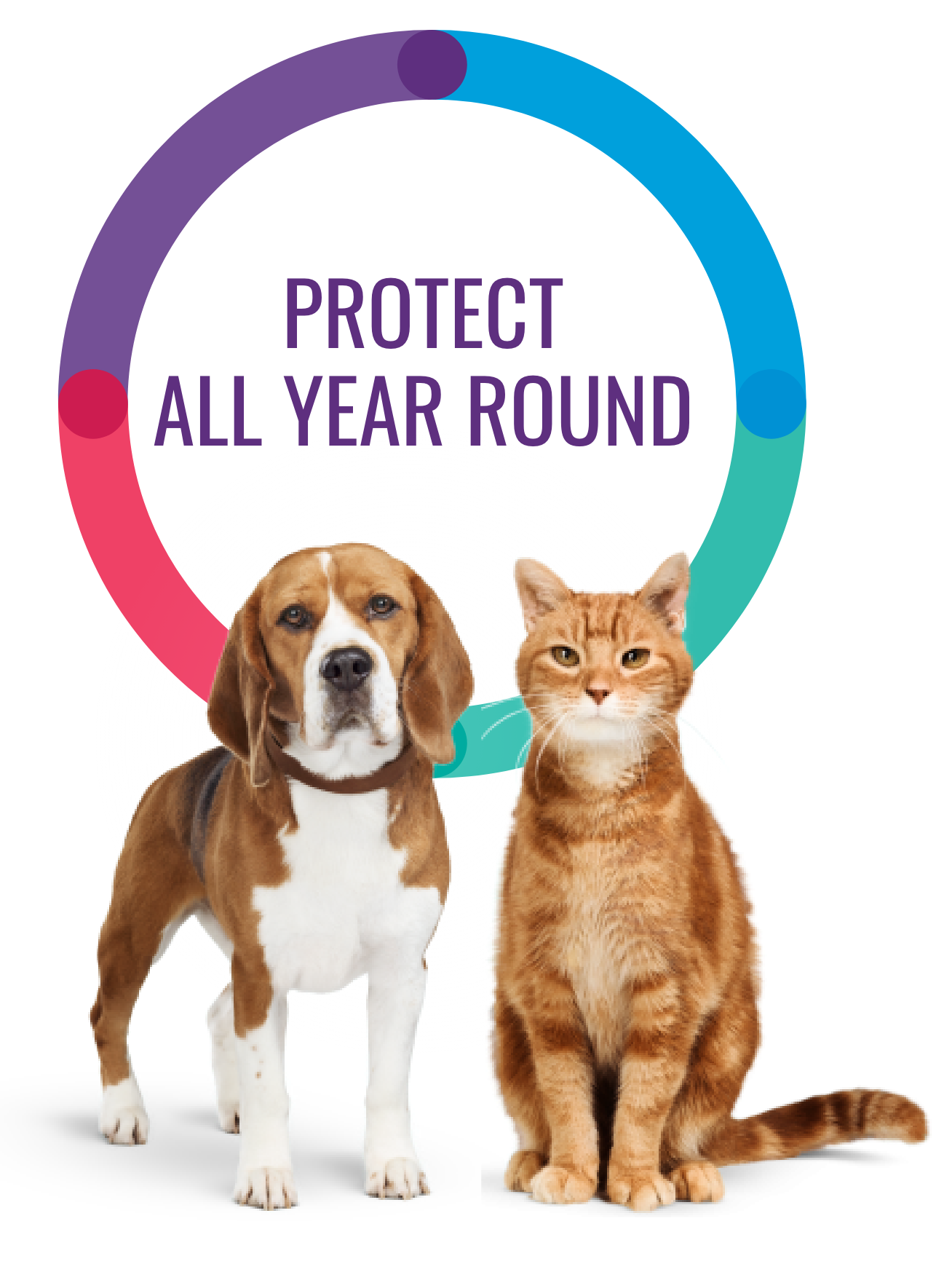 Protect Your Pet from Fleas and Ticks All Year Round